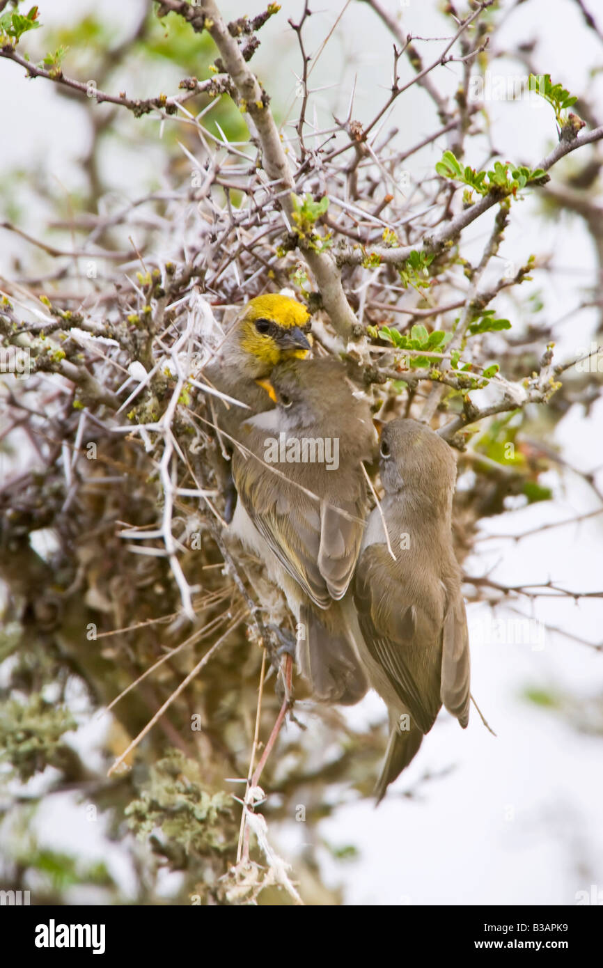 Verdin bird hi-res stock photography and images - Alamy