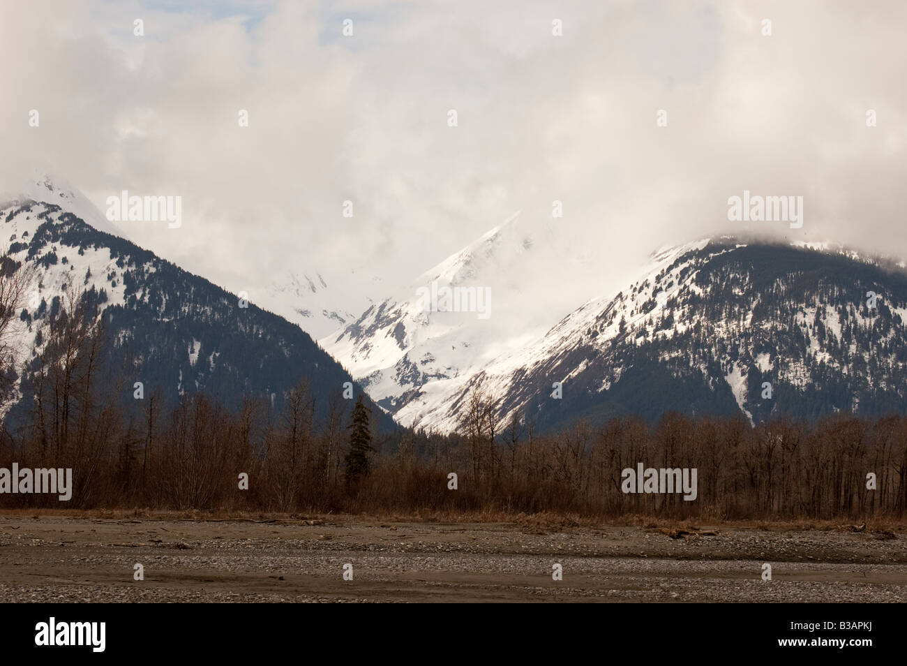Chilkat bald eagle hi-res stock photography and images - Alamy