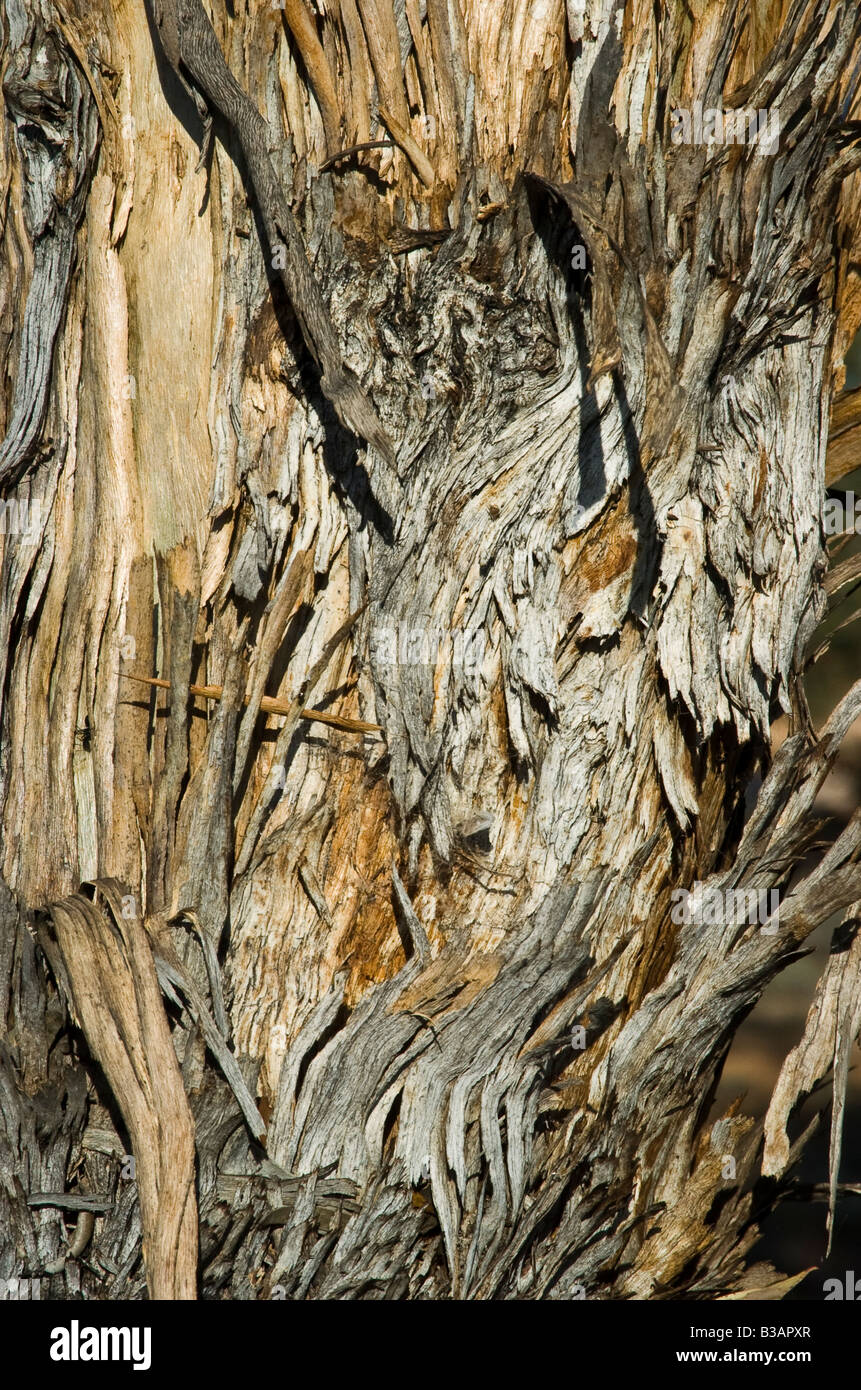 close up of old dead weather beaten tree Stock Photo - Alamy