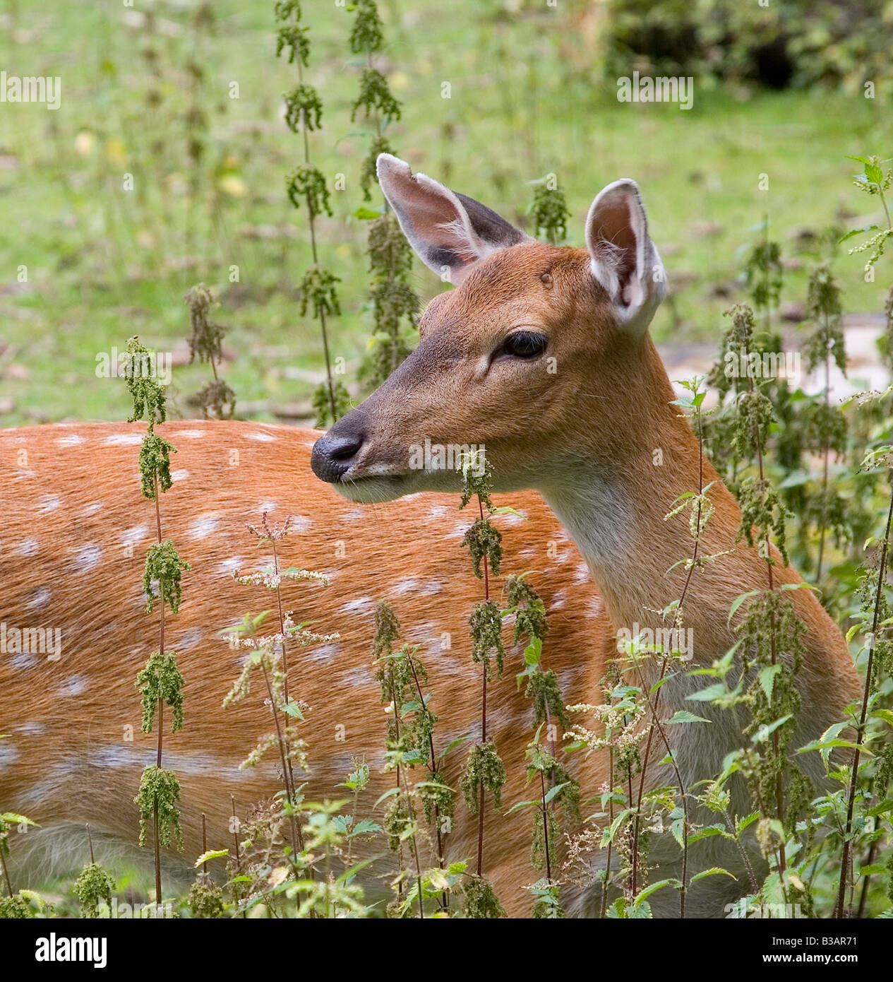 Sika deer grazing hi-res stock photography and images - Alamy