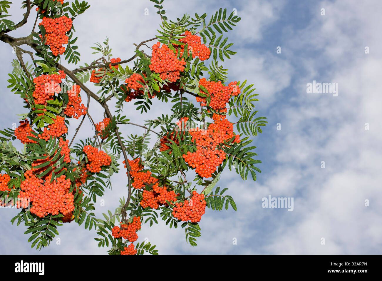 Rowan (Sorbus aucuparia Stock Photo - Alamy