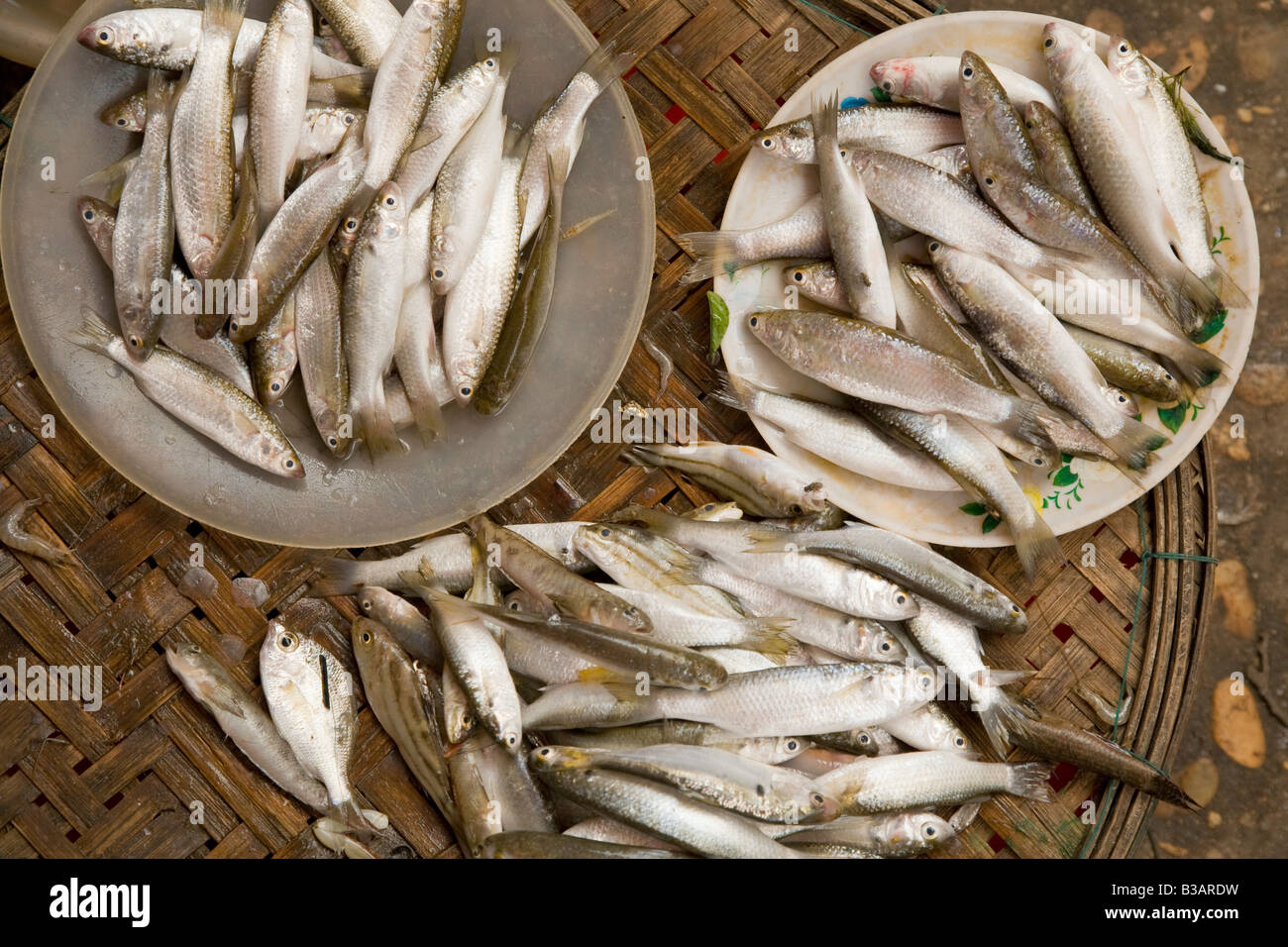Asian fish farming hi-res stock photography and images - Alamy