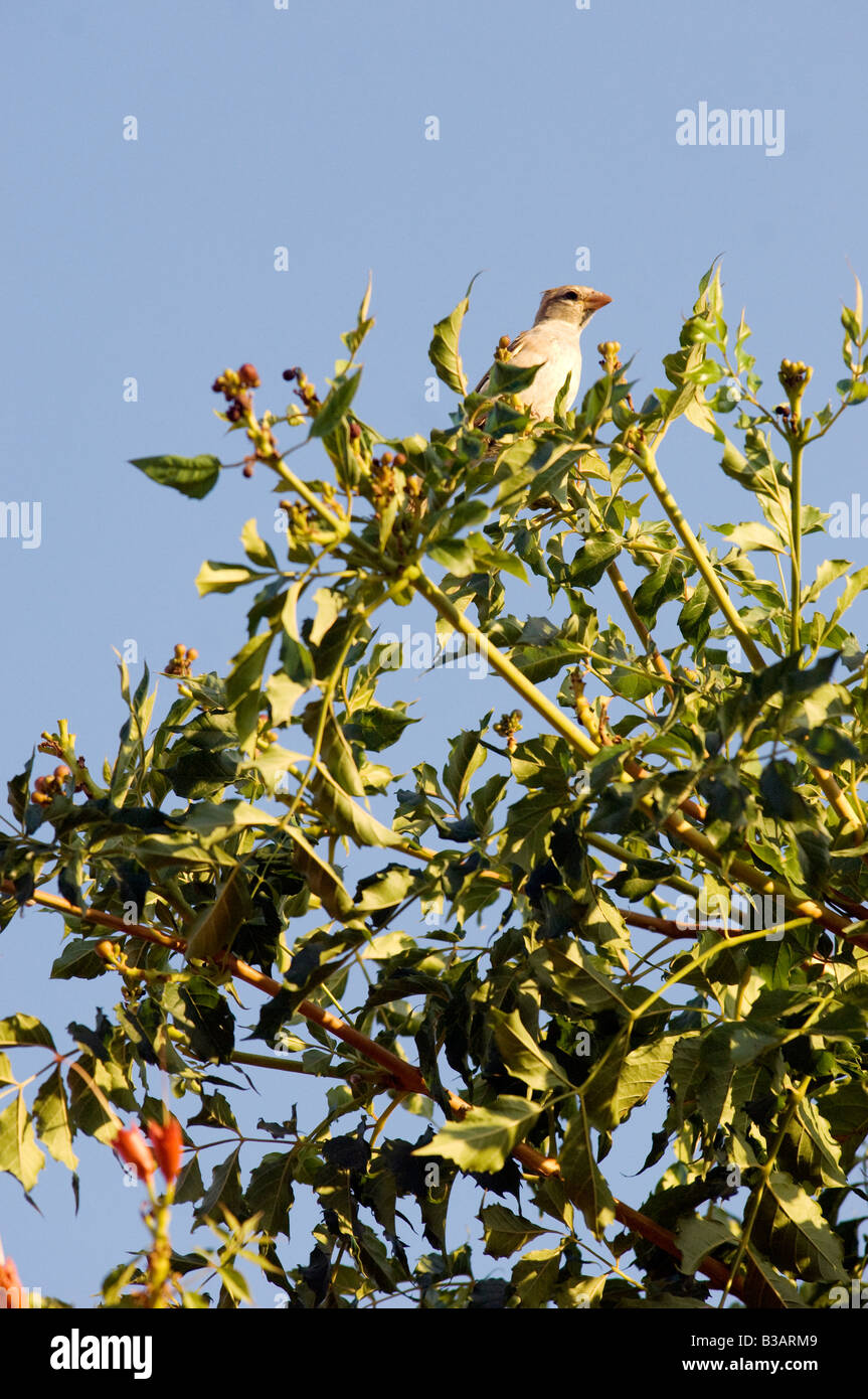An african bird sitting in a tree Stock Photo - Alamy