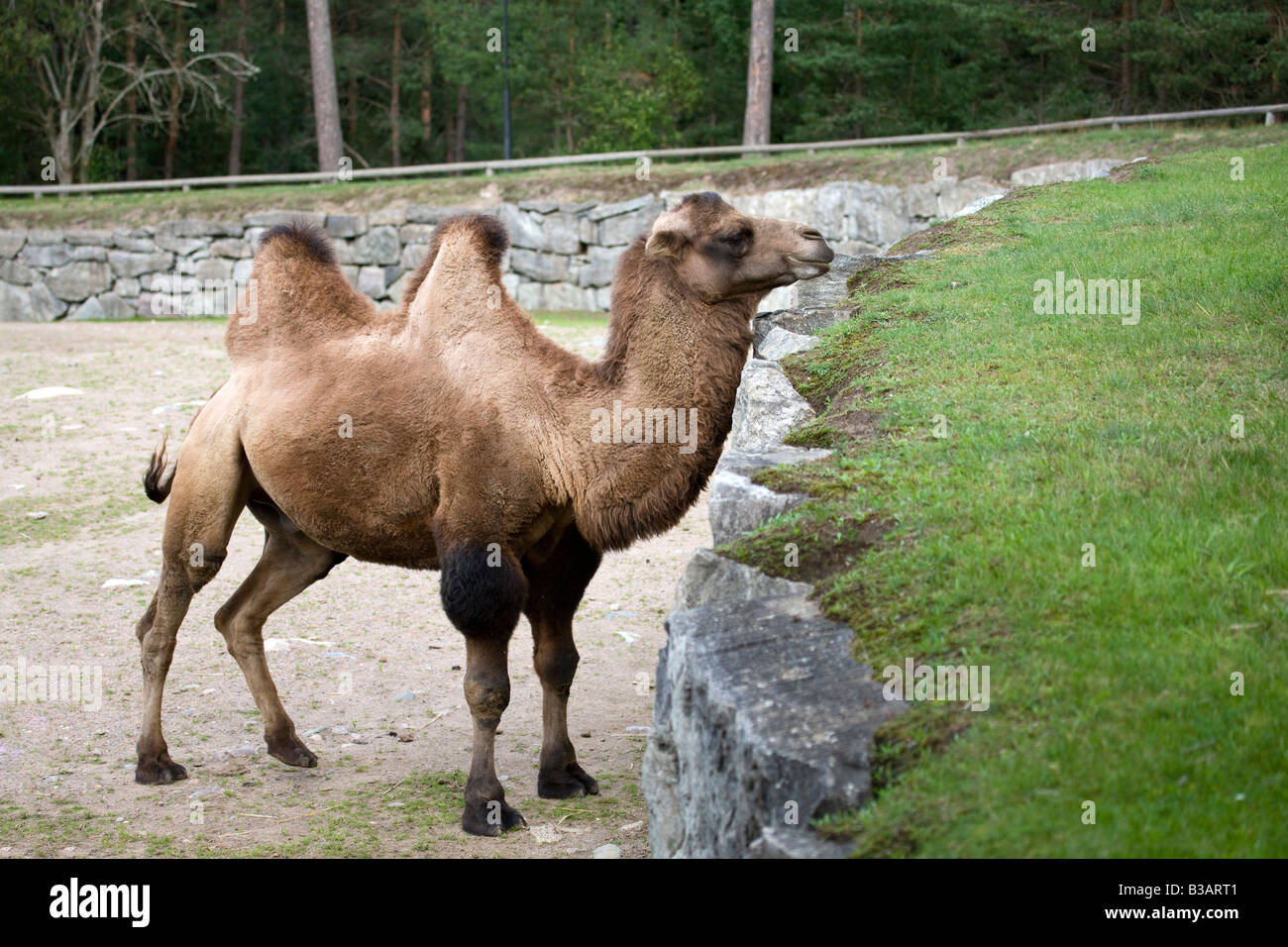 Bactrian Camel (Camelus bactrianus domesticus Stock Photo - Alamy