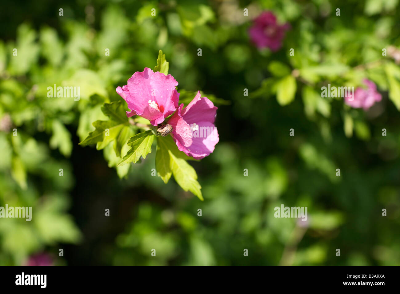 Sessile Flowers High Resolution Stock Photography and Images - Alamy