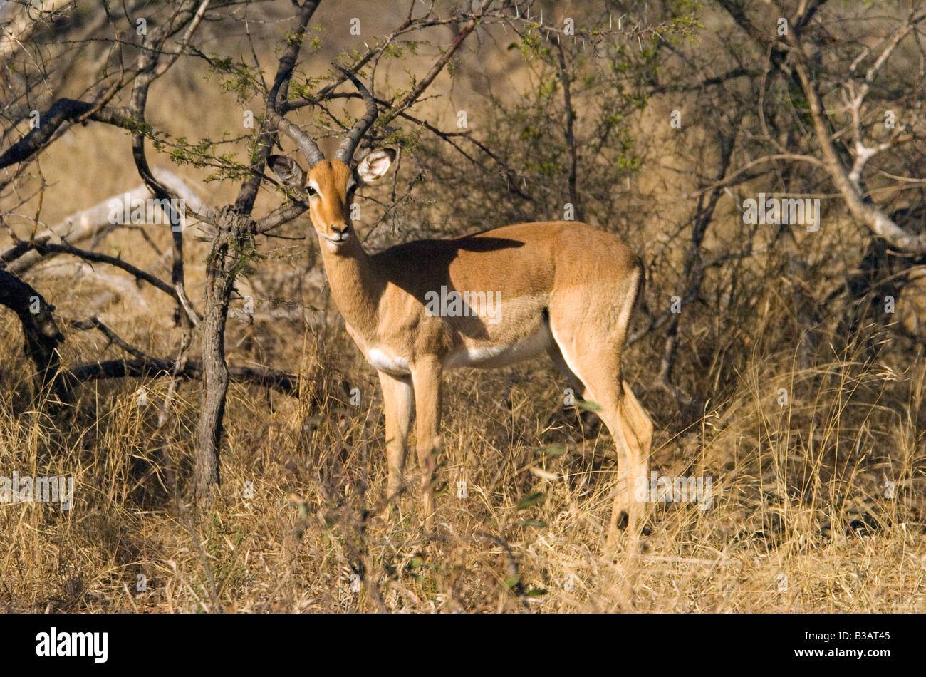 A gazelle in Africa Stock Photo - Alamy