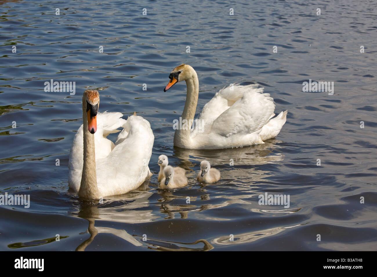 Mute swans with three cygnets Cygnus olor Latin Stock Photo - Alamy