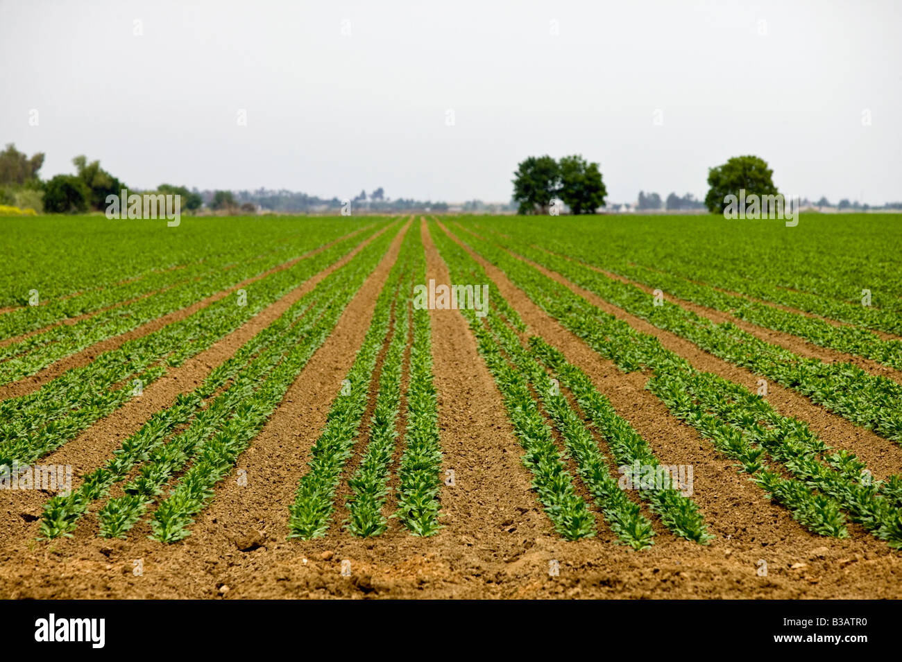row crop mid valley california Stock Photo - Alamy