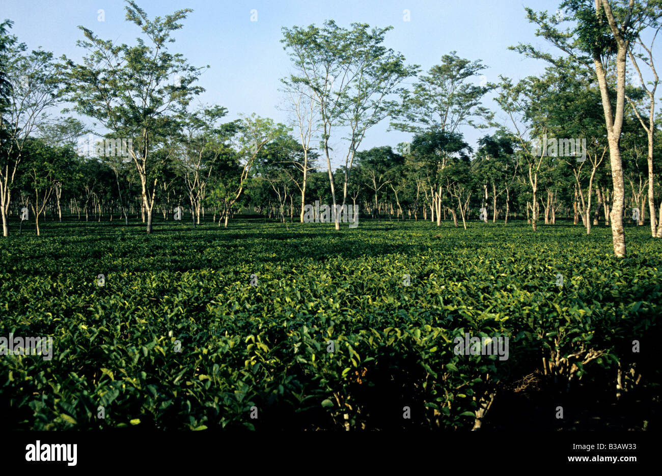 Tea plantation, Assam, India Stock Photo - Alamy