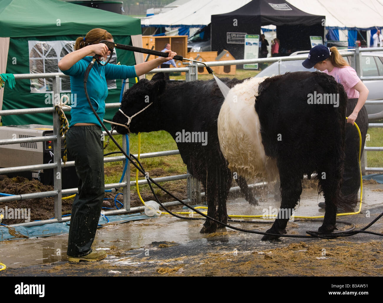 Cow washer High Resolution Stock Photography and Images - Alamy