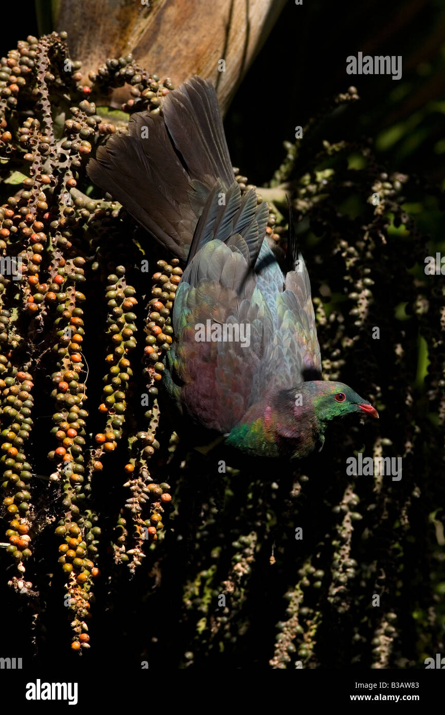 Kereru High Resolution Stock Photography and Images - Alamy