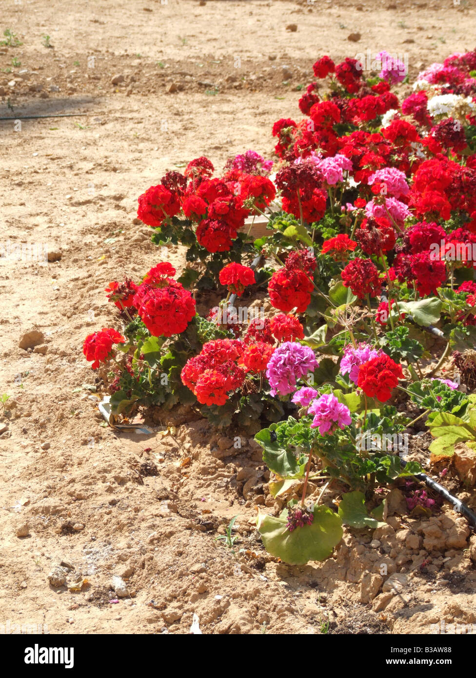 detail of lots many bunch of purple red fuchsia flowers plants bed in ...