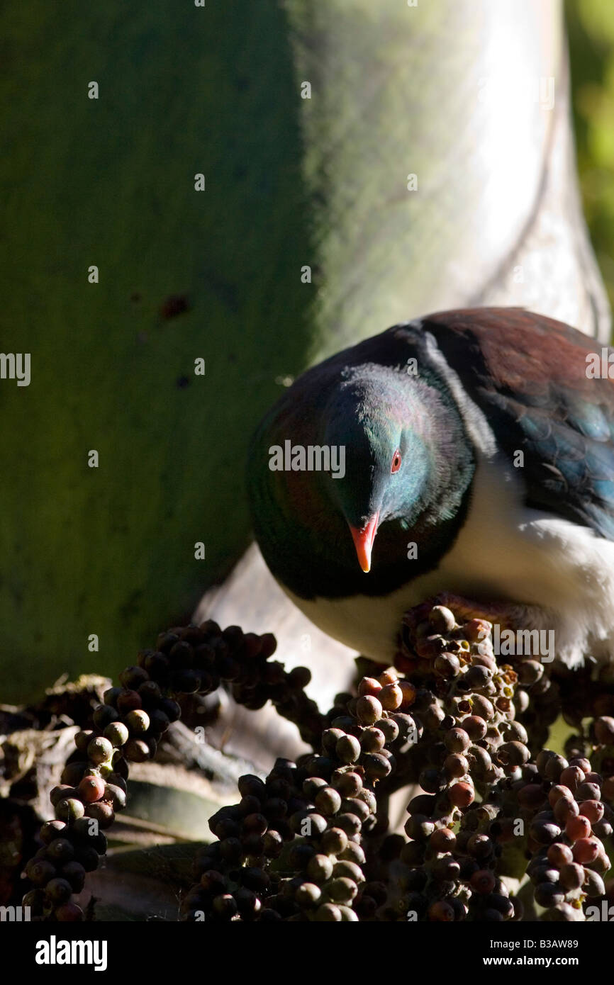 Bird eating berries hi-res stock photography and images - Alamy