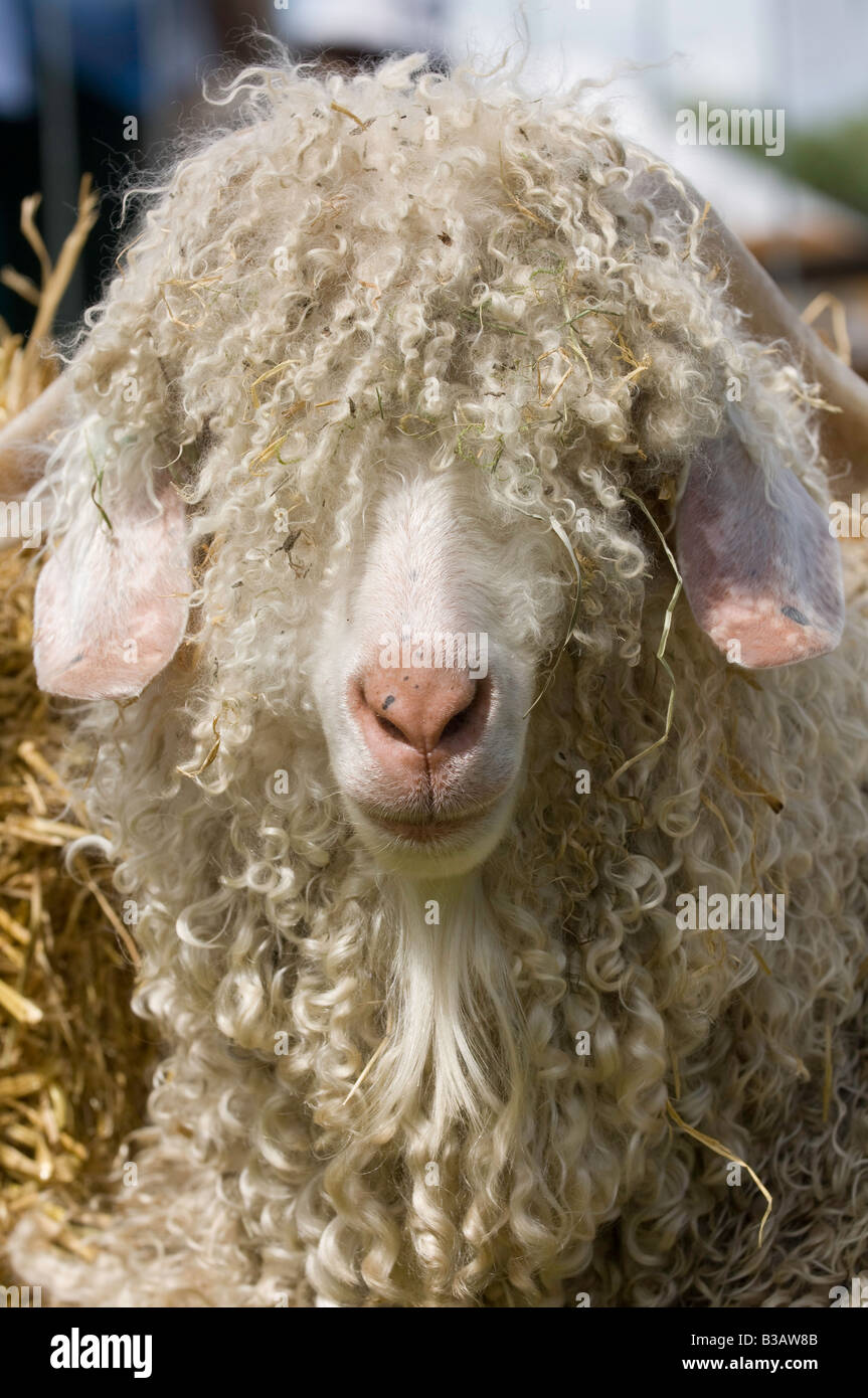 Large Angora goat buck close up Warwickshire Stock Photo - Alamy