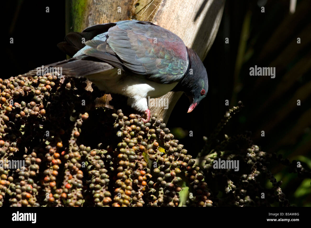 Bird eating berries hi-res stock photography and images - Alamy