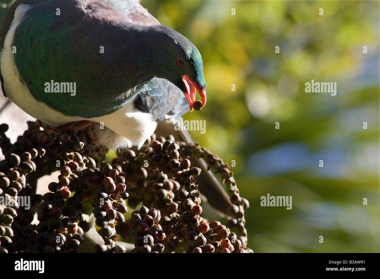 Bird eating berries hi-res stock photography and images - Alamy