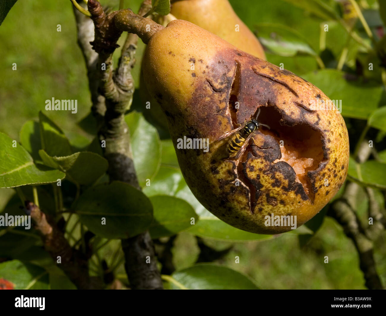 Williams pear hi-res stock photography and images - Alamy