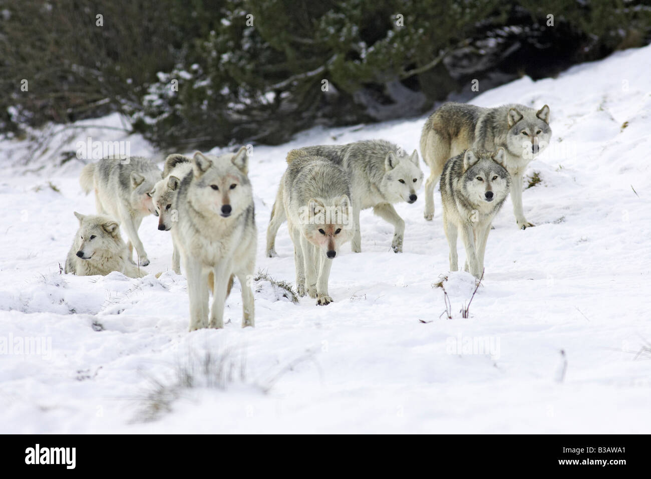 European Grey Wolf (Canis lupus) pack walking through snow in winter ...