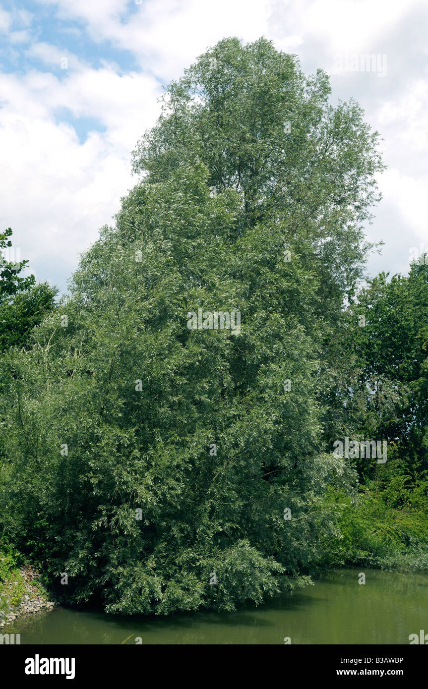 White Willow (Salix alba), tree in summer Stock Photo - Alamy