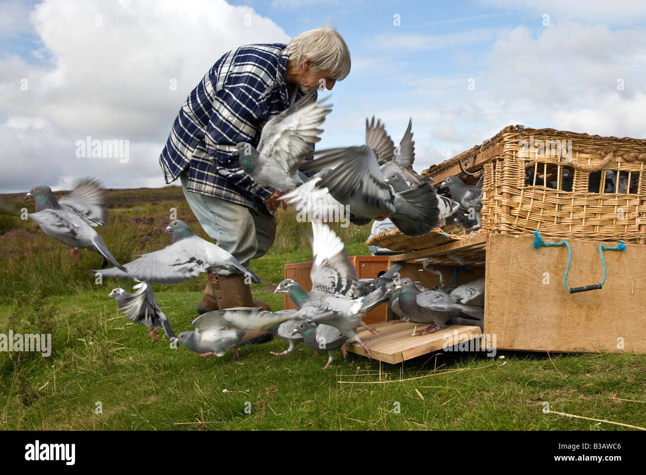 Pigeon Fancier releasing pigeons for a training flight on the Yorkshire ...