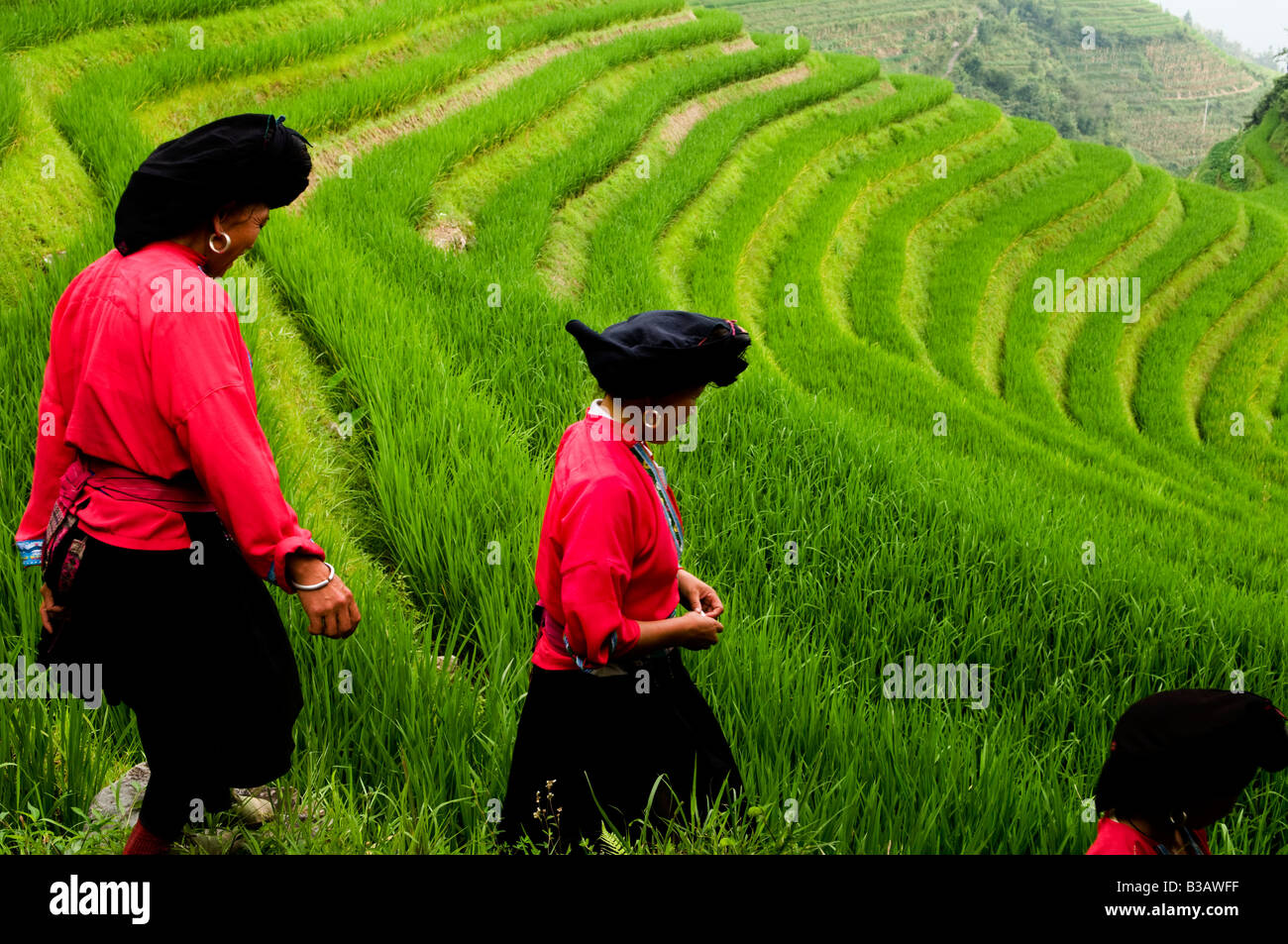 The amazing rice terraces of LongJi in Guangxi China Stock Photo - Alamy