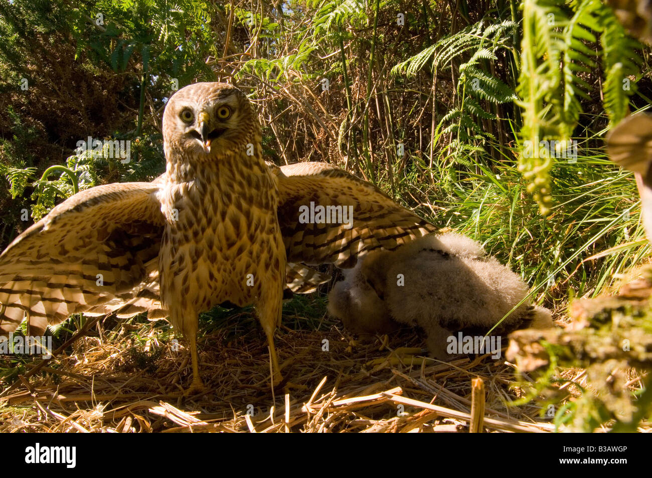 Wide angle Hen harrier, Circus cyaneus, at nest with young. Intimate ...