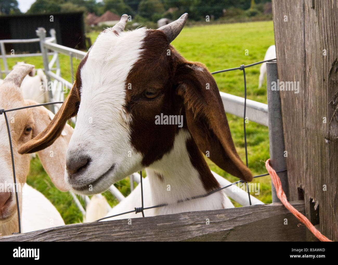 Peering over fence hi-res stock photography and images - Alamy