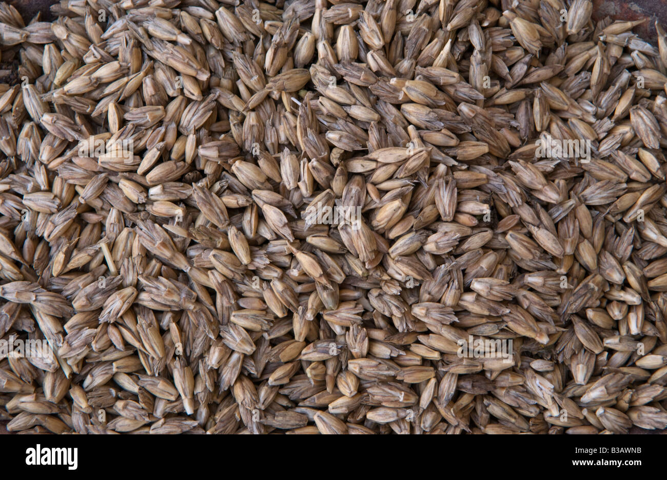 Organic spelt grains grown and milled at Sharpham Park near Glastonbury ...