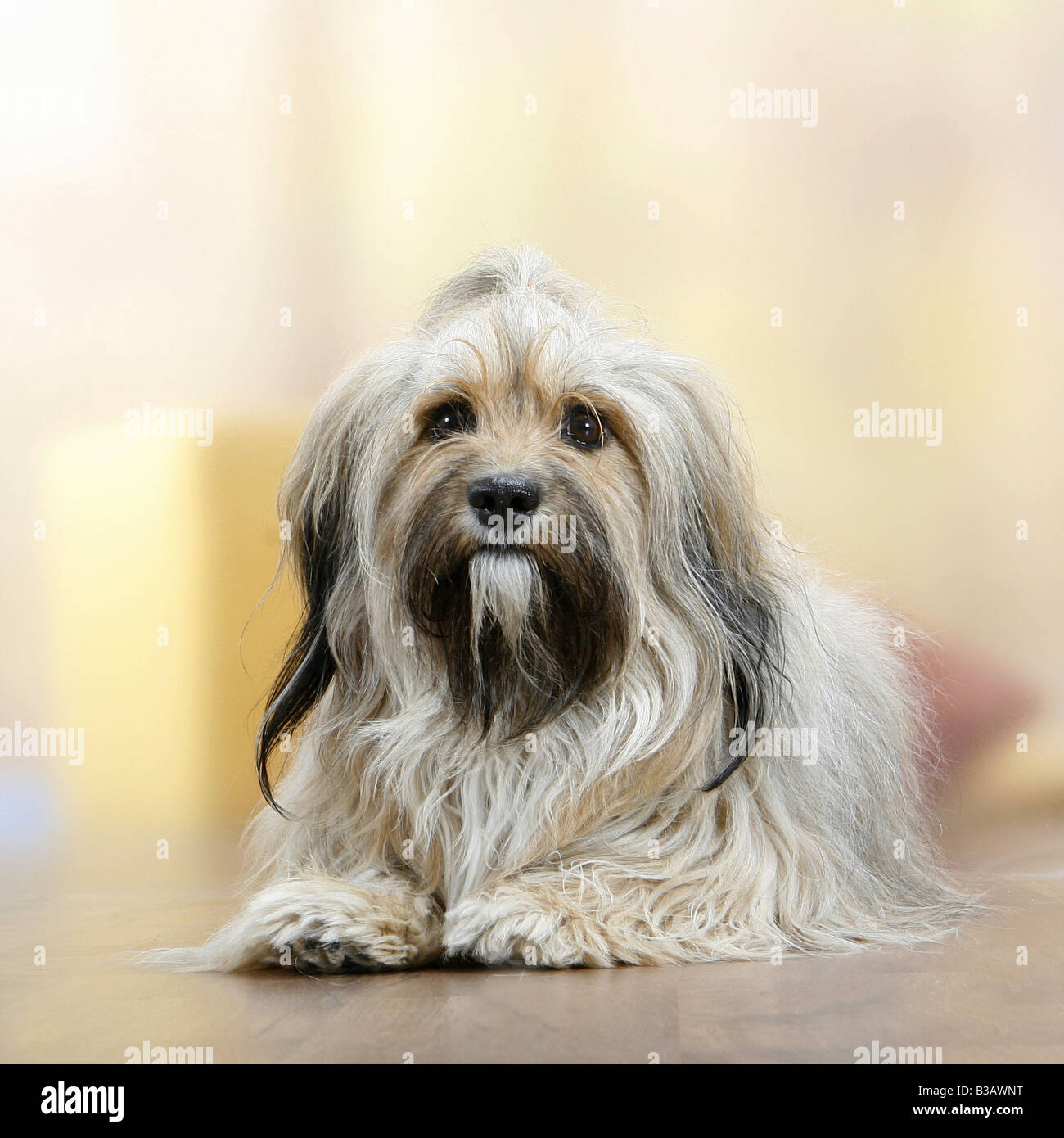 Havanese lying hi-res stock photography and images - Alamy