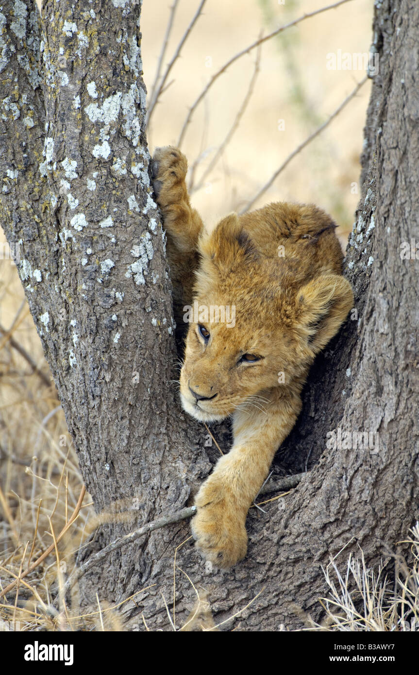 A lion cub Panthera leo enjoys a snooze in a tree fork, Ndutu ...