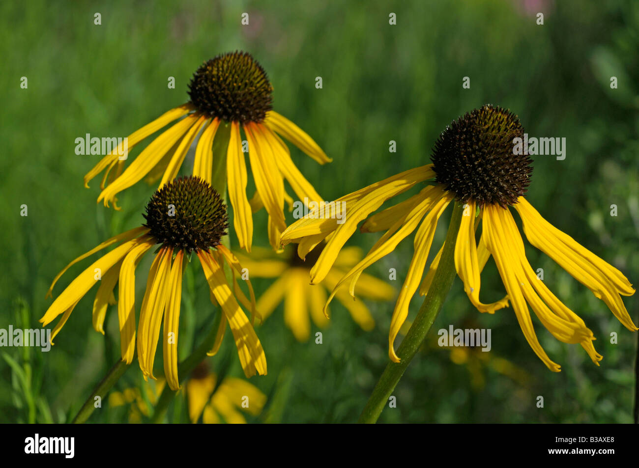 Echinacea paradoxa hi-res stock photography and images - Alamy