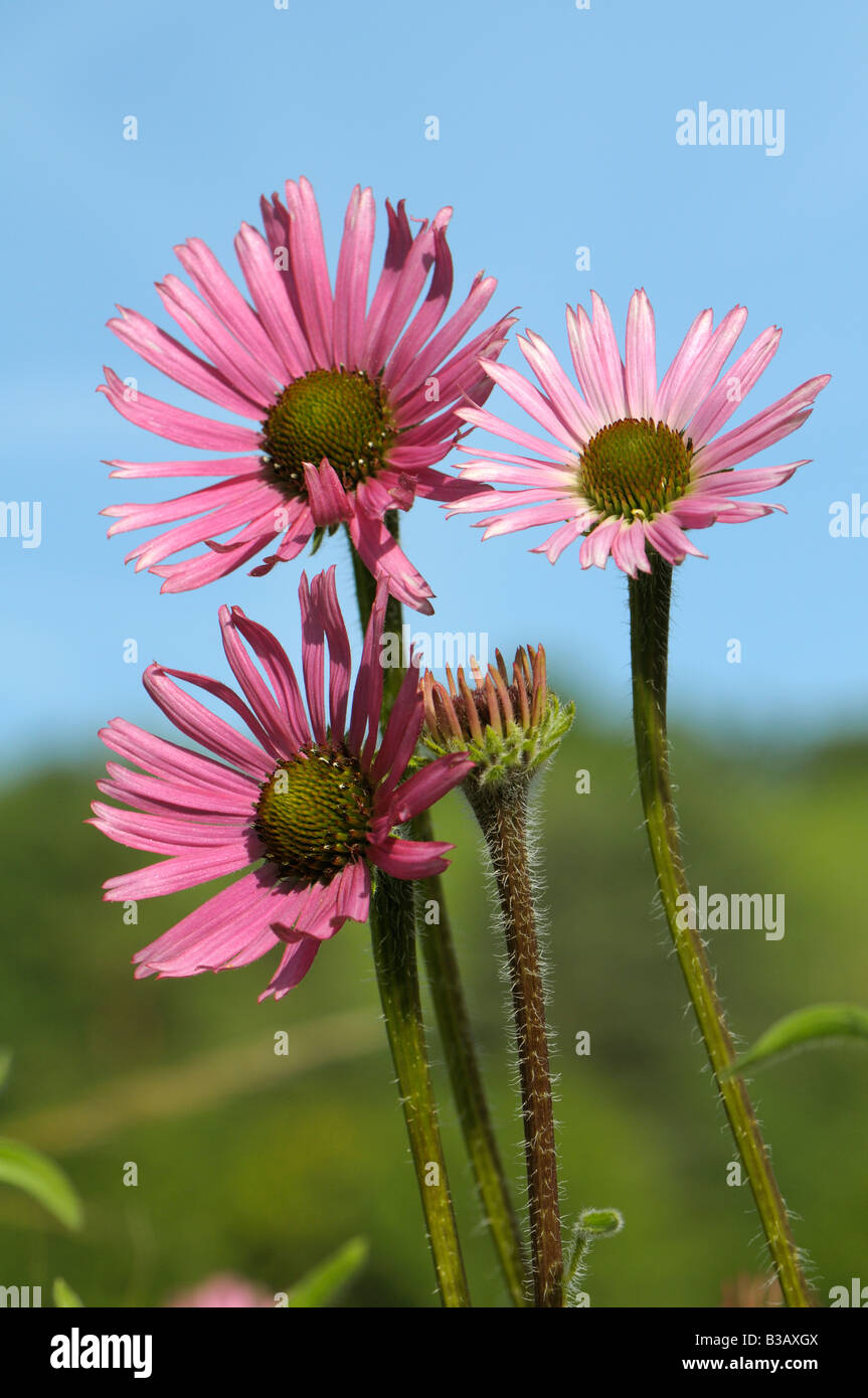 Tennessee coneflower echinacea tennesseensis hi-res stock photography ...