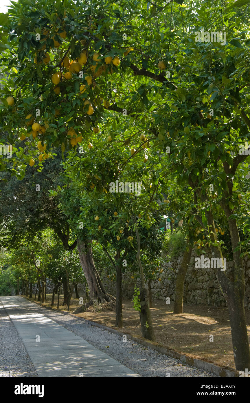 Limoncello amalfi restaurant hi-res stock photography and images - Alamy