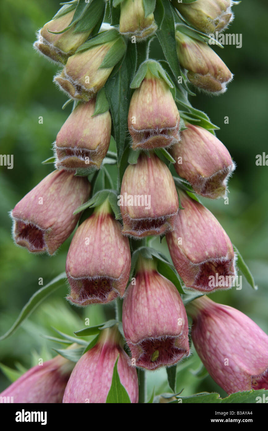 Tall digitalis hi-res stock photography and images - Alamy