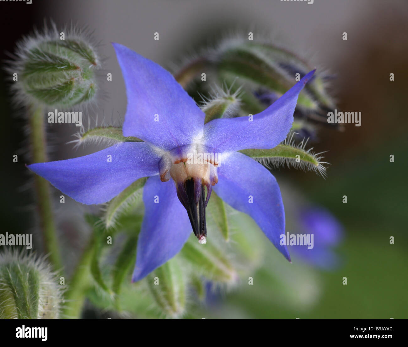 Borage, Borago officinalis Stock Photo - Alamy