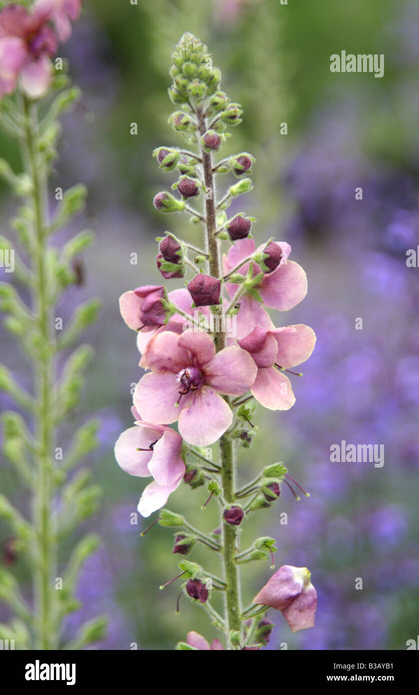 Verbascum merlin hi-res stock photography and images - Alamy
