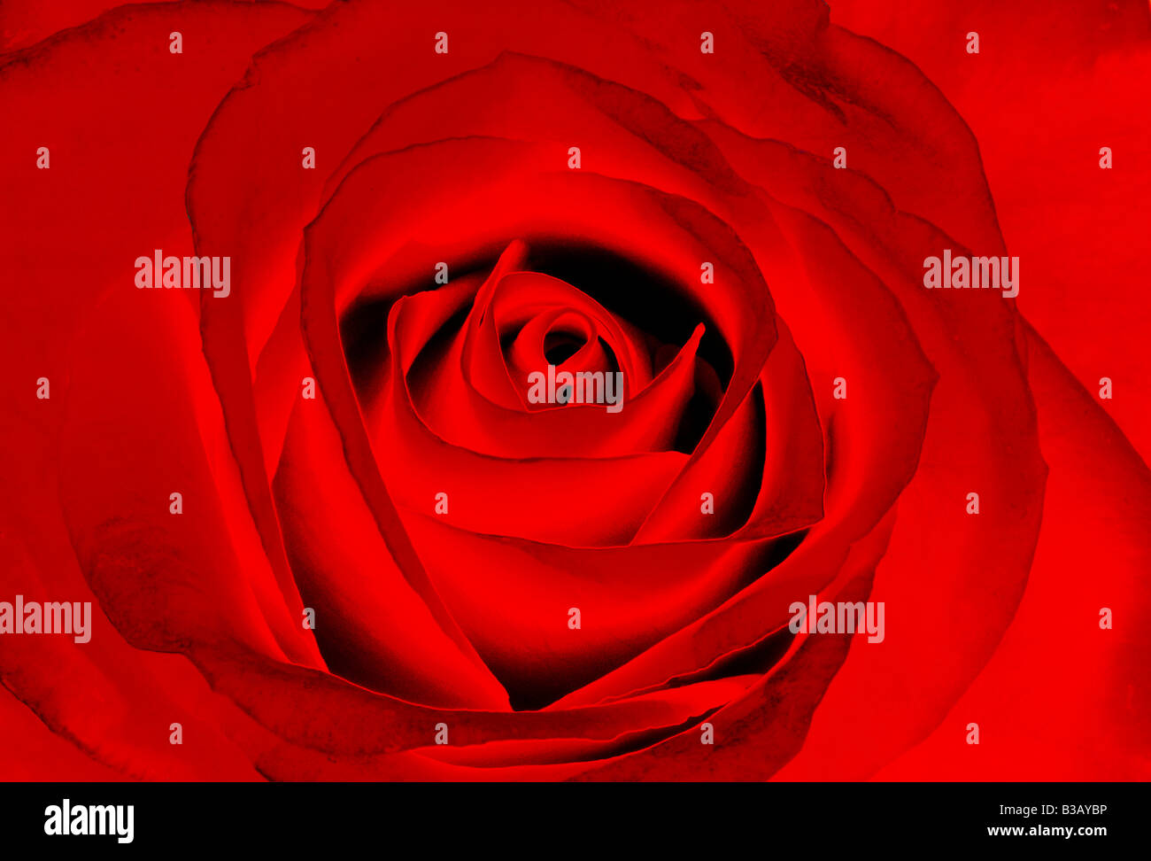 Luminous rose hi-res stock photography and images - Alamy