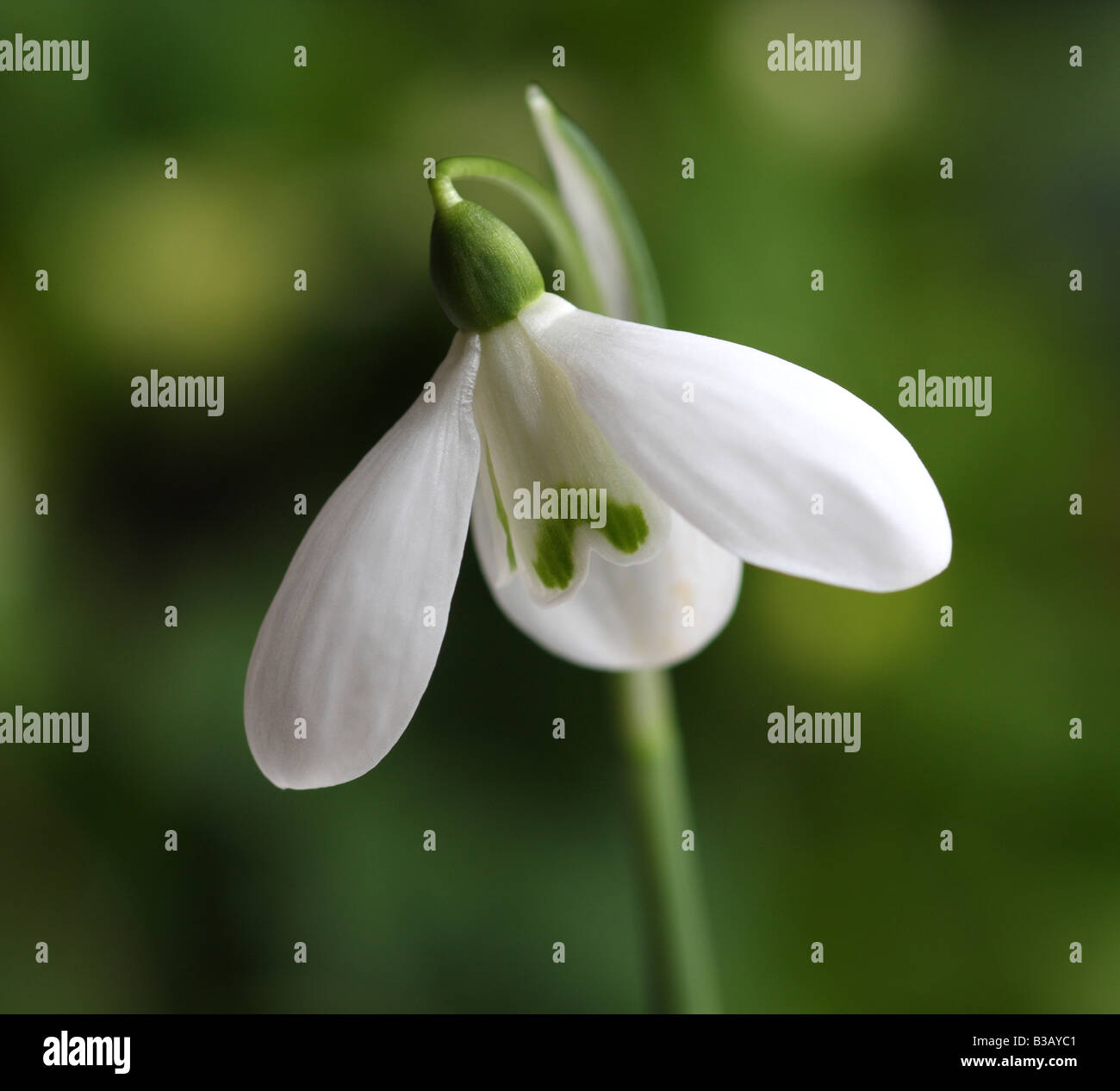 Snowdrop Galanthus nivalis Stock Photo - Alamy