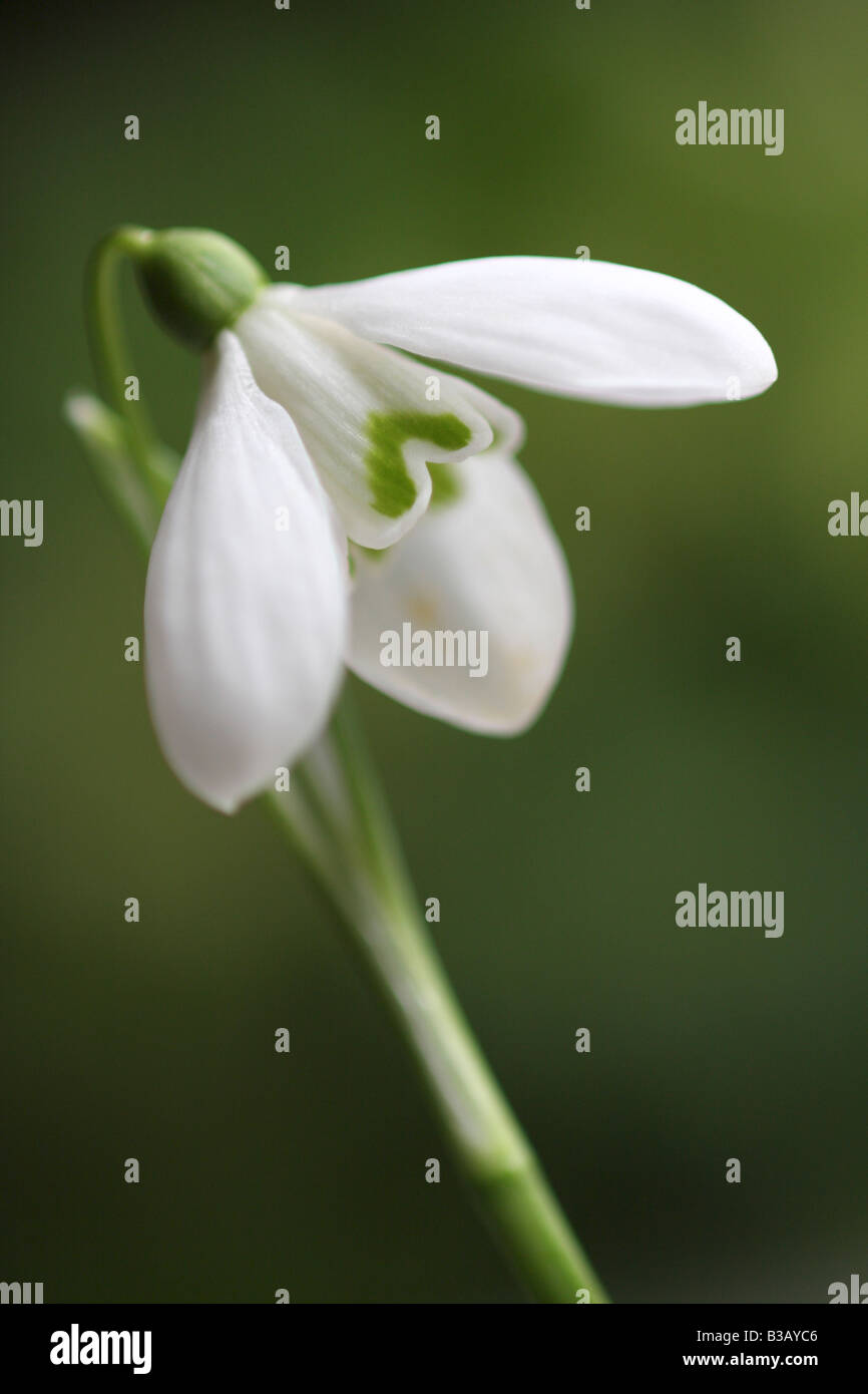 Snowdrop, Galanthus nivalis Stock Photo - Alamy