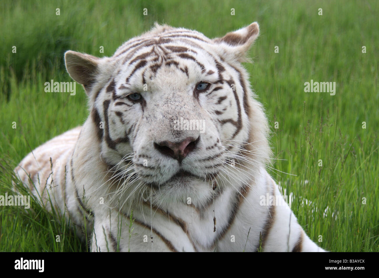 White Bengal tiger Panthera leo Stock Photo - Alamy