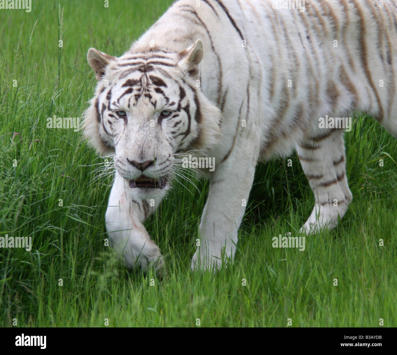 White Bengal tiger, Panthera leo Stock Photo - Alamy