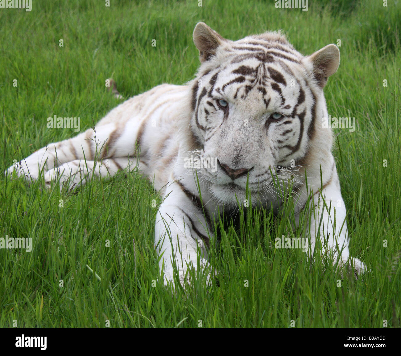 Leo and tiger hi-res stock photography and images - Alamy