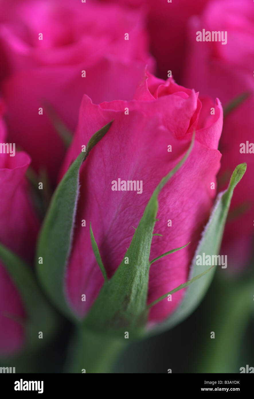 Rosa bud hi-res stock photography and images - Alamy