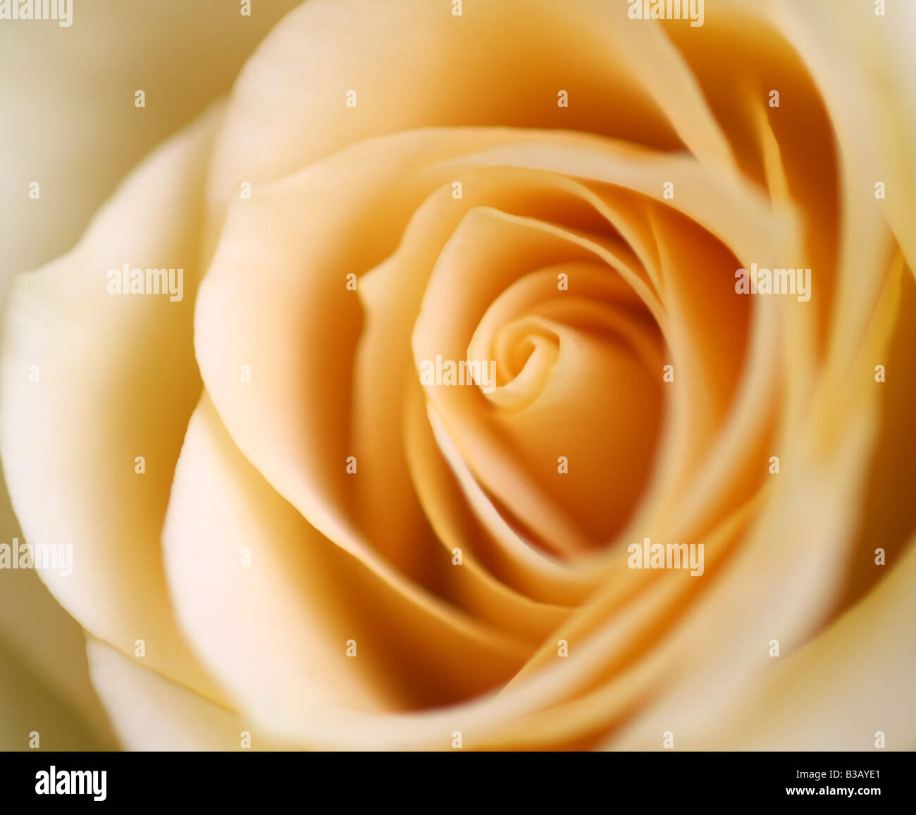 Rosa cream rose hi-res stock photography and images - Alamy