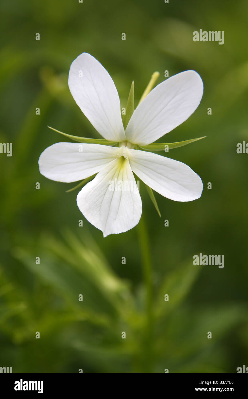 Viola Cornuta Alba
