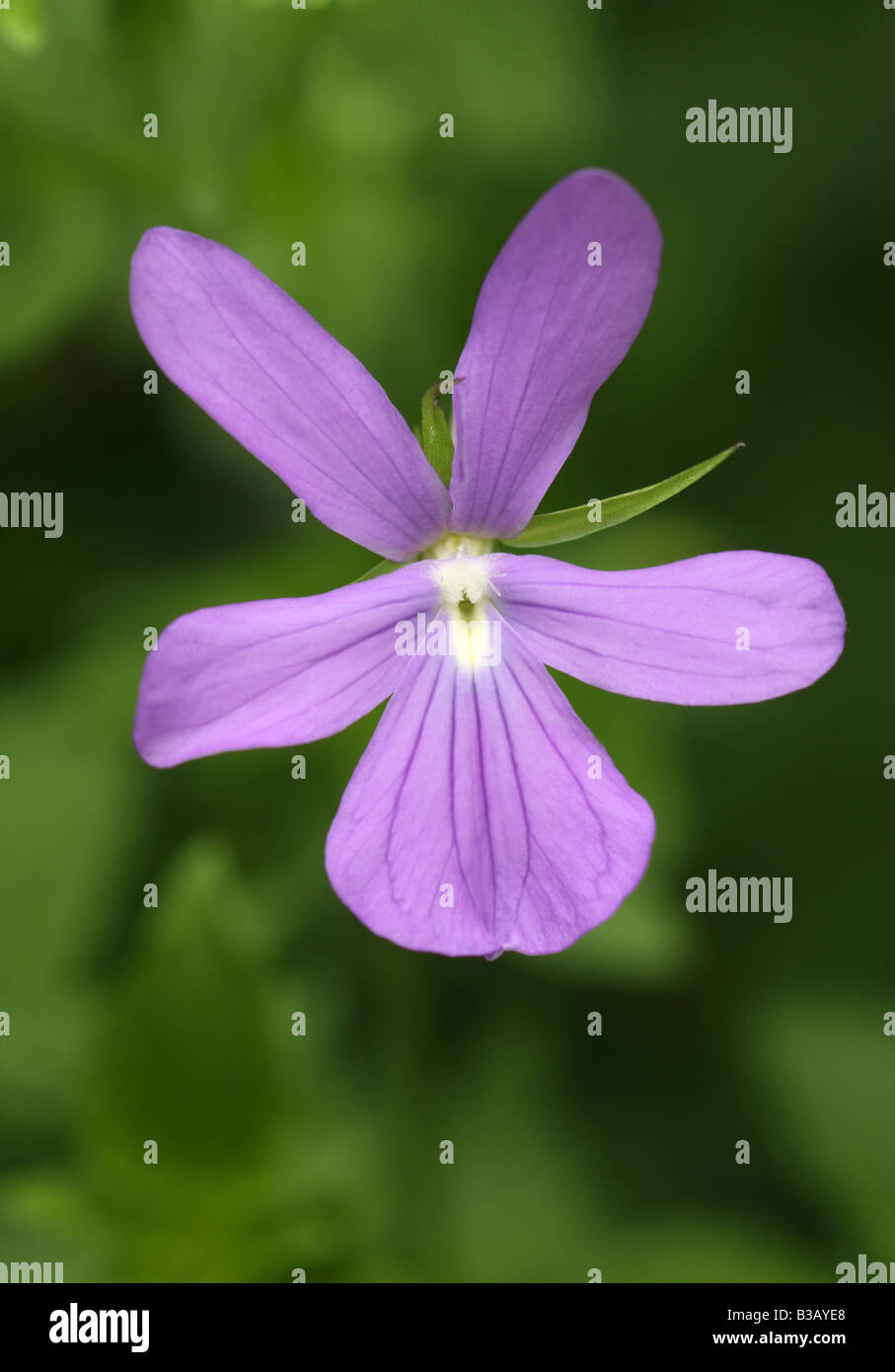 Viola cornuta, horned violet Stock Photo - Alamy