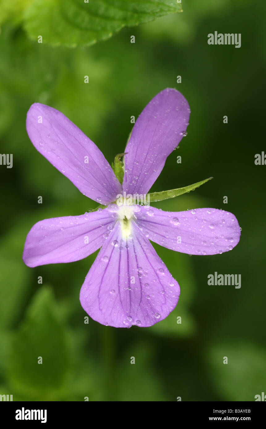 Viola cornuta, horned violet Stock Photo - Alamy