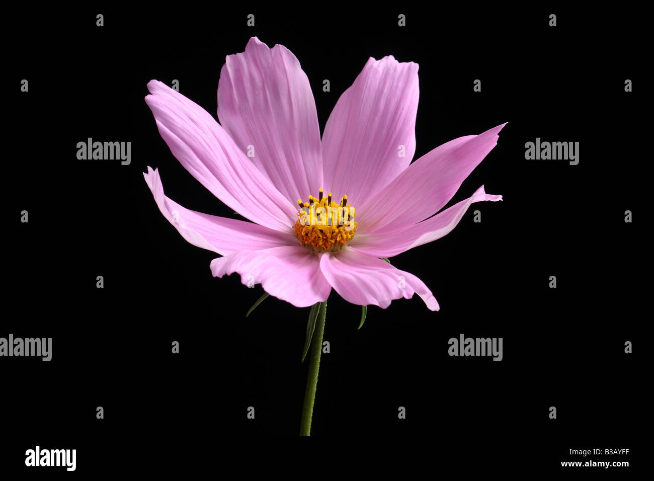 Pink cosmos Stock Photo - Alamy