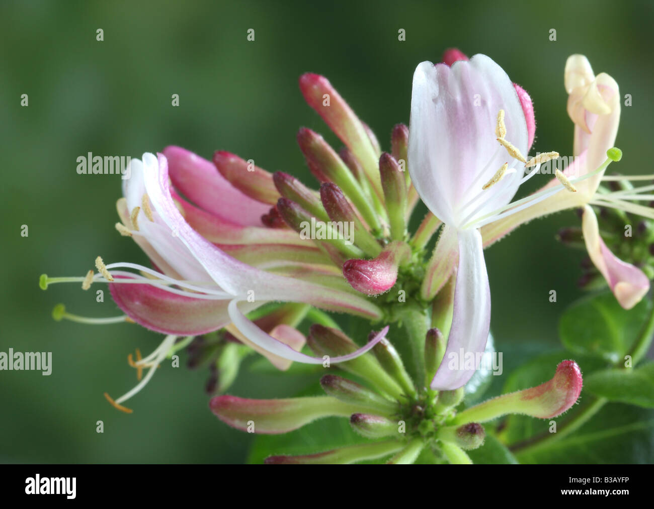 Honeysuckle, Lonicera periclymenum, flowers Stock Photo - Alamy
