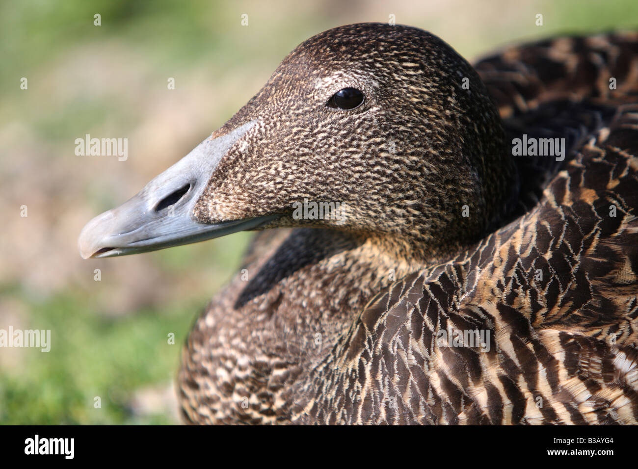 Female eider duck, Somateria mollisima, closeup of head Stock Photo - Alamy